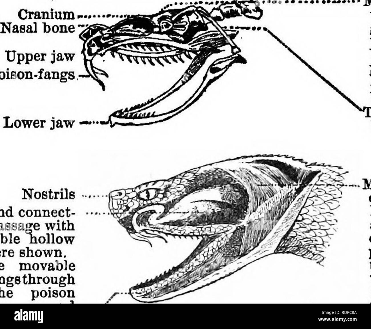 . The story of the amphibians and the reptiles. Amphibians; Reptiles ...