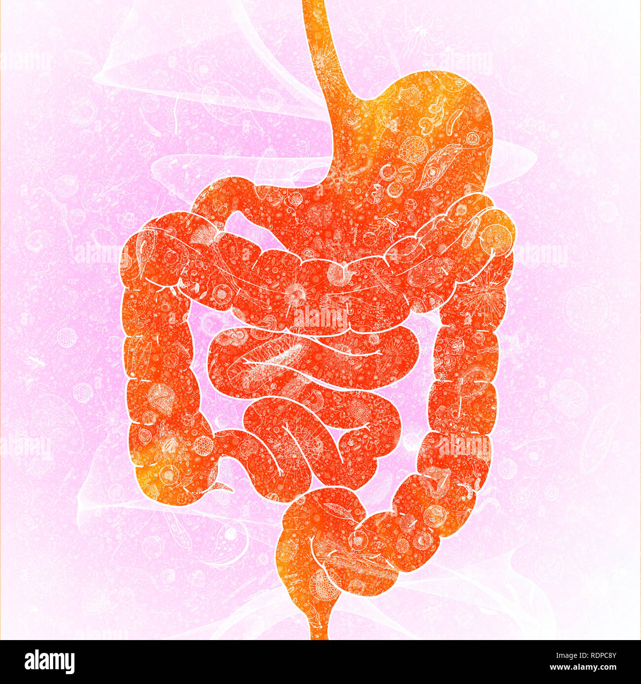 Human intestinal biomes hi-res stock photography and images - Alamy