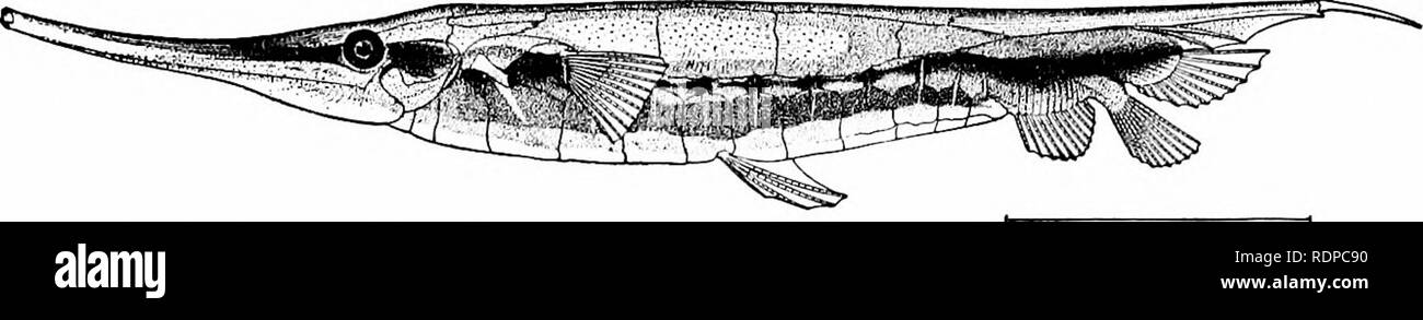 . Fishes. Fishes. 45° Phthinobranchii composed of plates which are ...