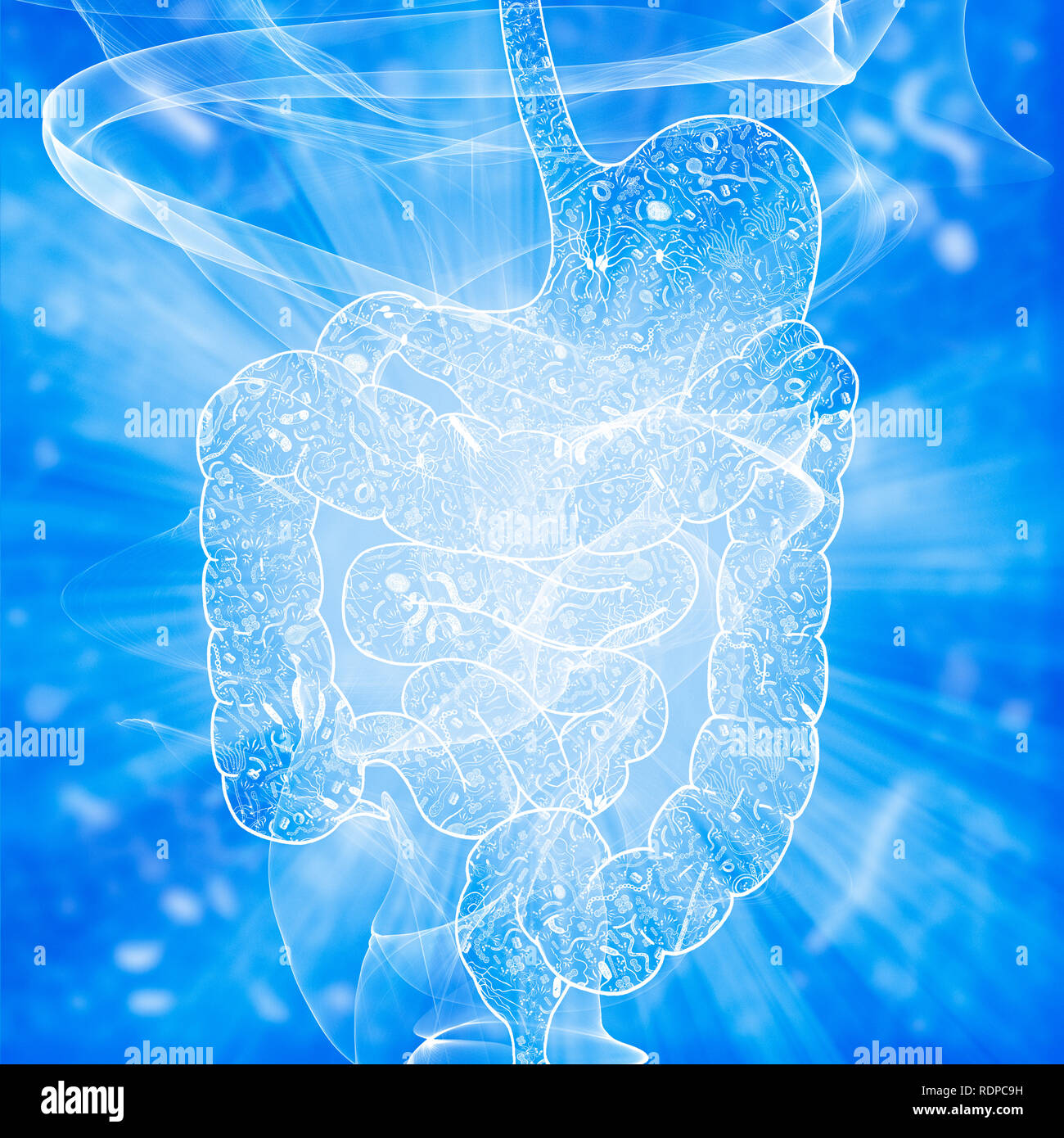 Human intestinal biomes hi-res stock photography and images - Alamy