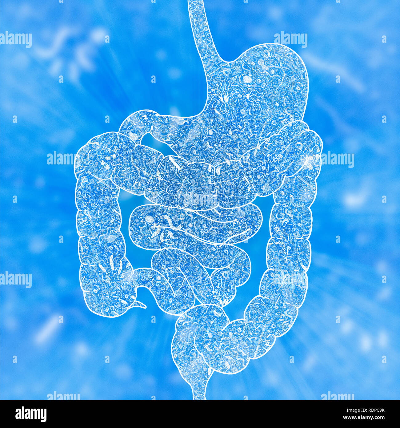 Biomes of the human digestive tract, illustration Stock Photo - Alamy