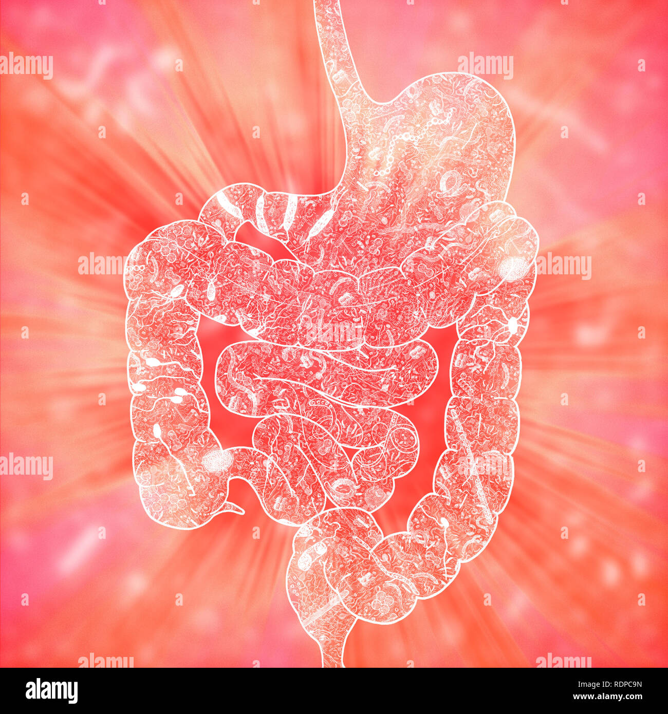 Biomes of the human digestive tract, illustration Stock Photo - Alamy