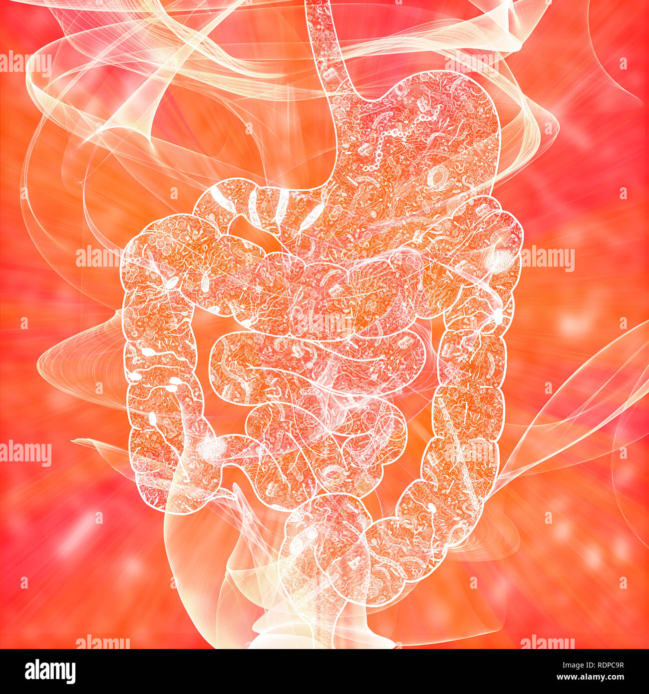 Biomes of the human digestive tract, illustration Stock Photo - Alamy