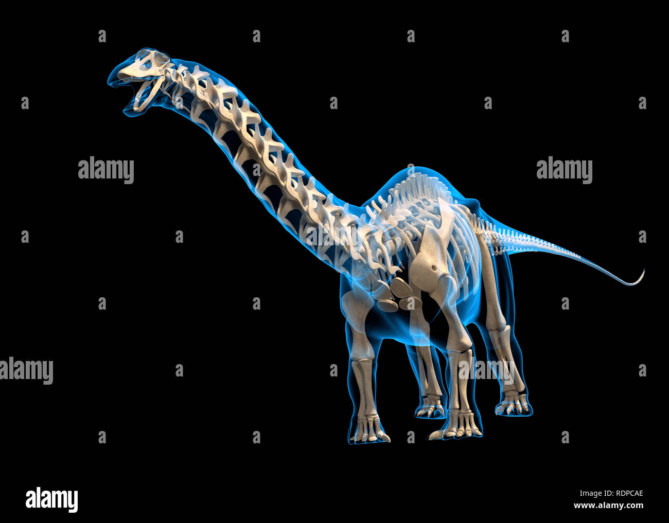 Brontosaurus skeleton against a black background, illustration Stock ...