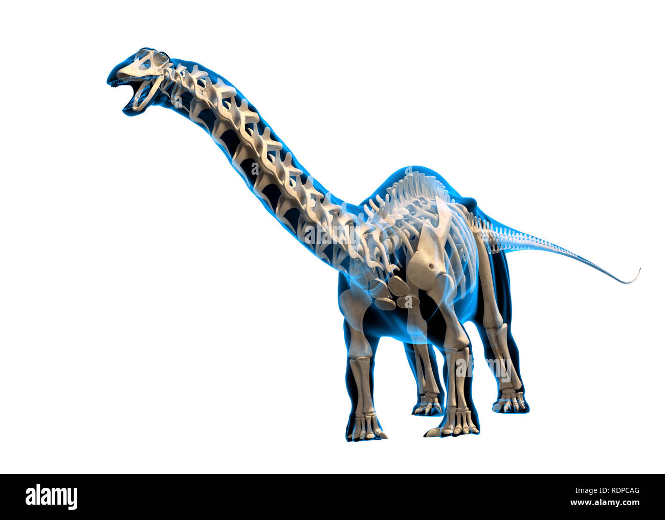 Brontosaurus skeleton against a white background, illustration Stock ...