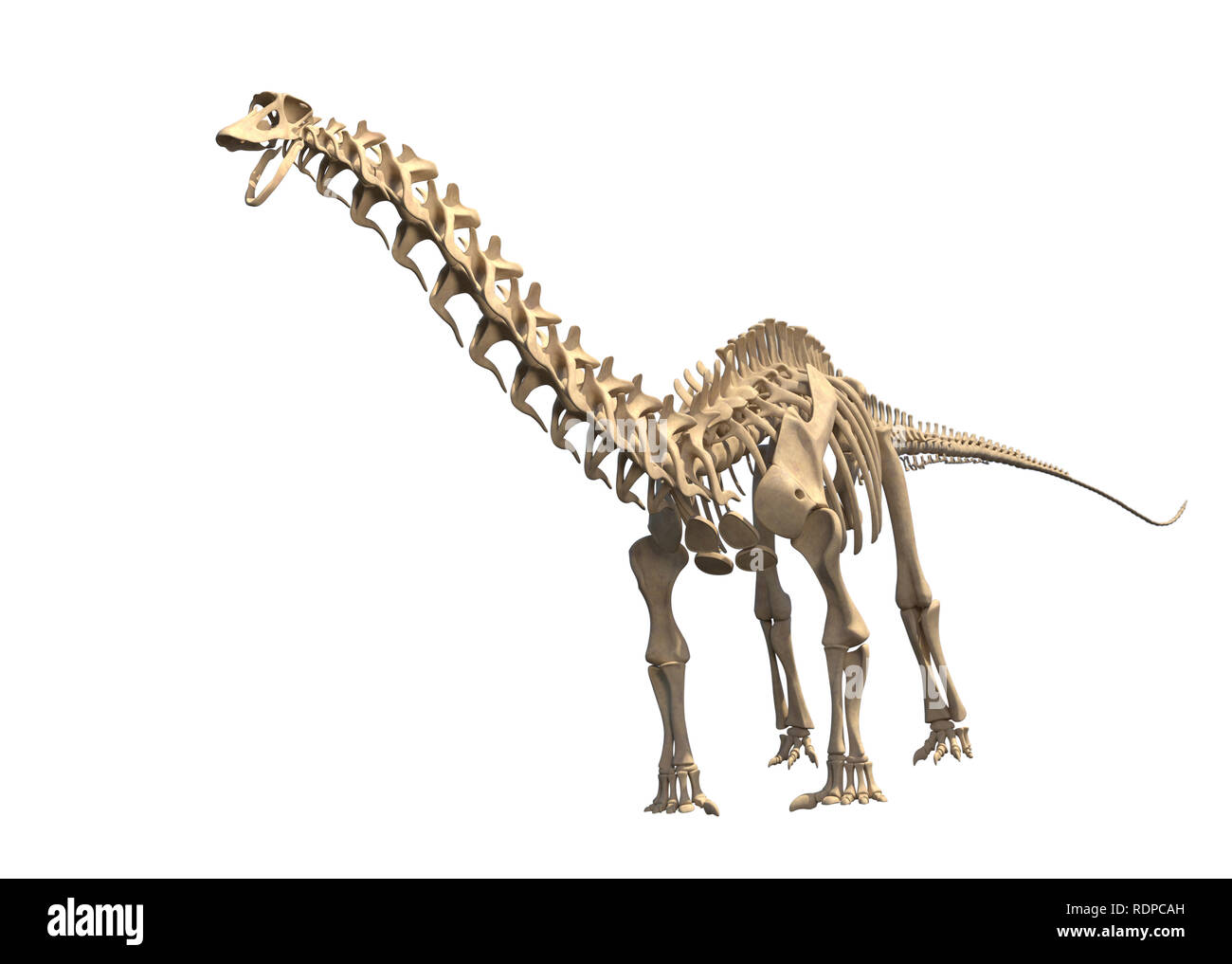 Dinosaur skeleton illustration hi-res stock photography and images - Alamy