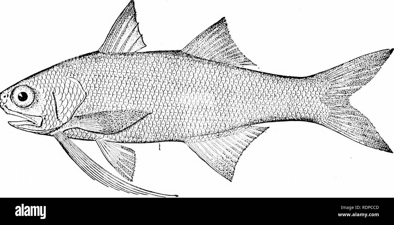 Polydactylus Black and White Stock Photos & Images - Alamy