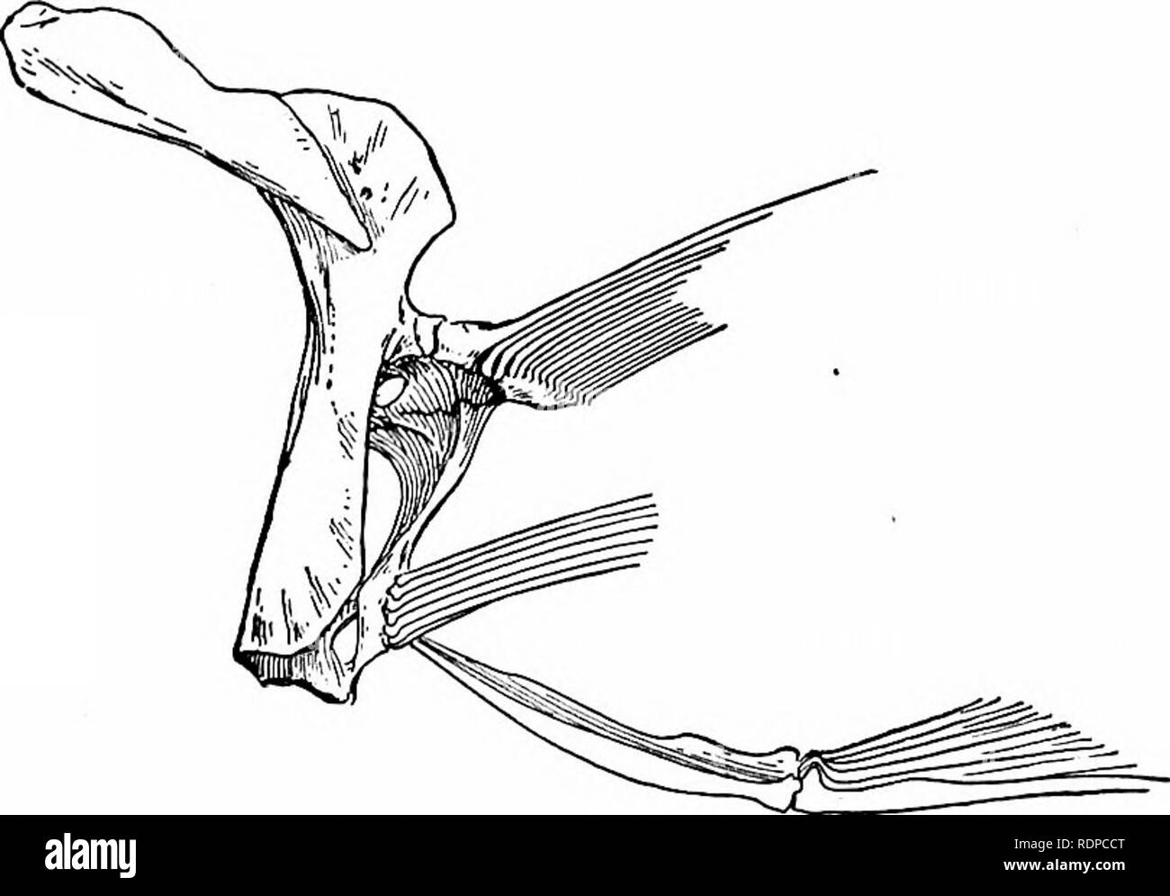 Polydactylus Black and White Stock Photos & Images - Alamy