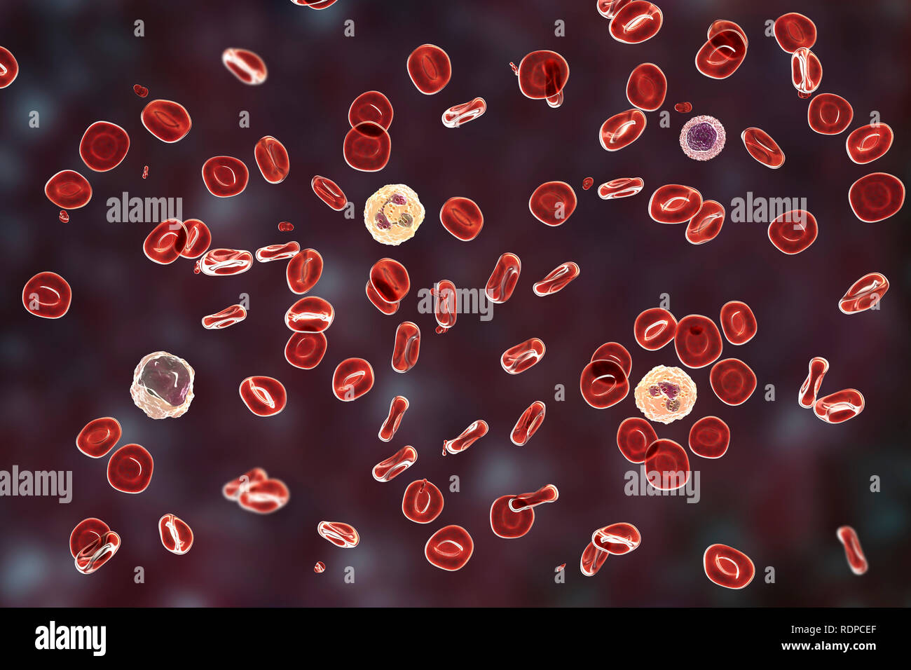 Normal blood smear hi-res stock photography and images - Alamy