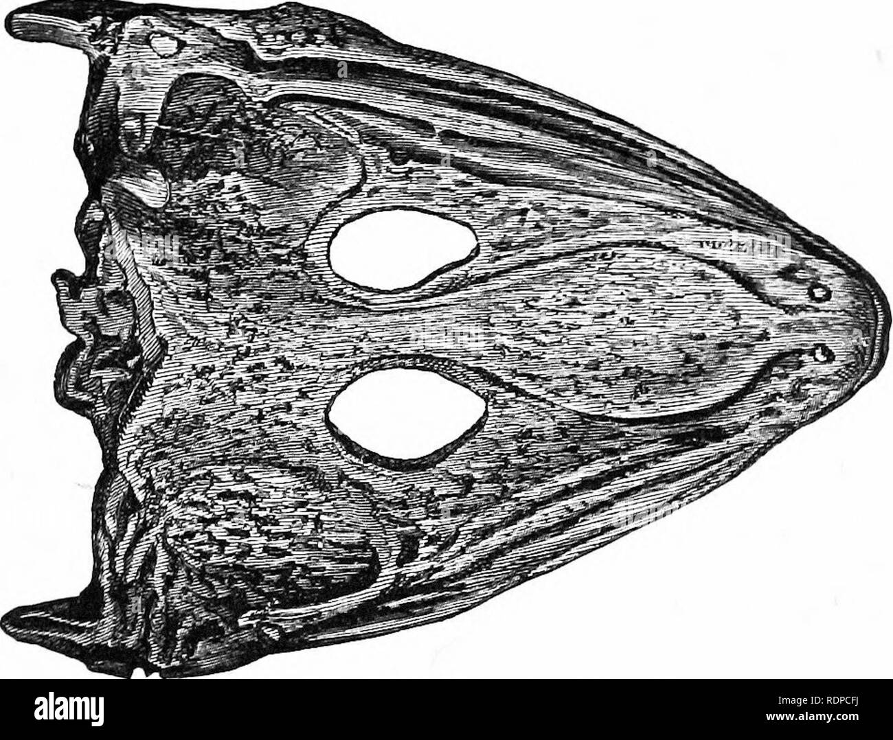 Labyrinthodont Teeth