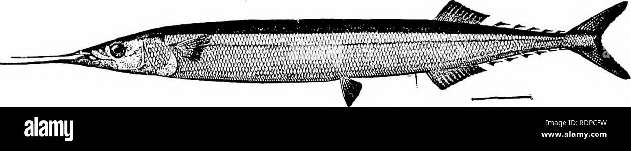 Flying with fishes in the beak Black and White Stock Photos & Images ...