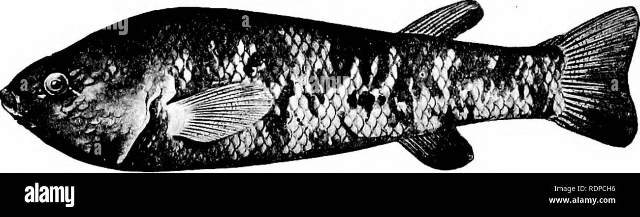 Killifish atlantic hi-res stock photography and images - Alamy