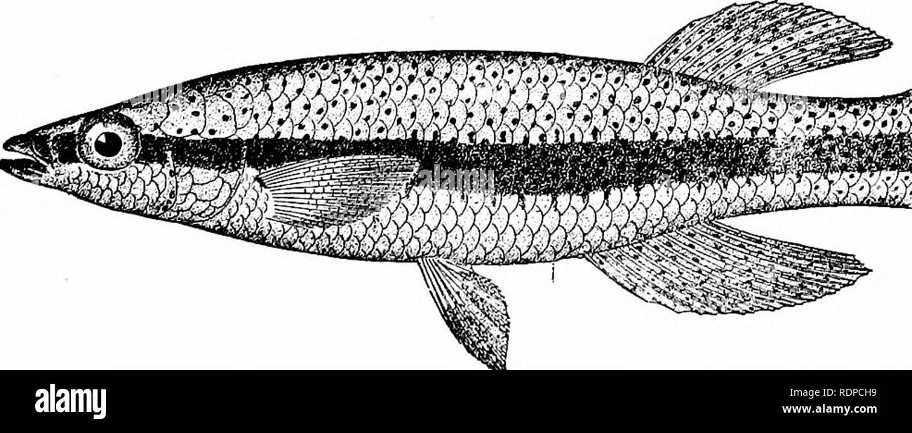 Mayfish Black and White Stock Photos & Images - Alamy