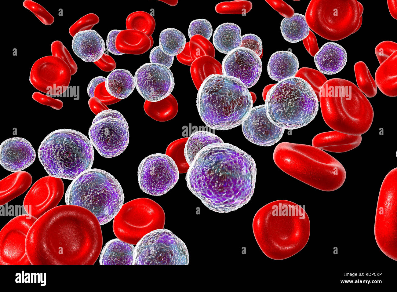 Human Bone Marrow Cells