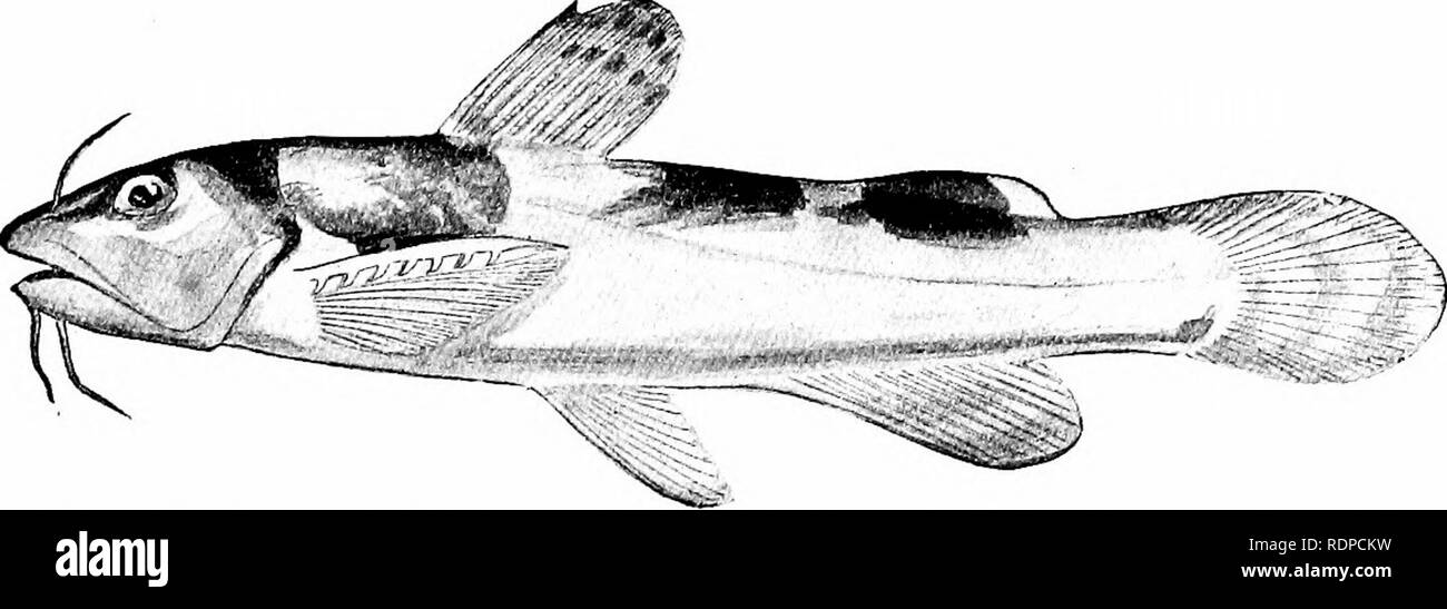 Mad fishes hi-res stock photography and images - Alamy