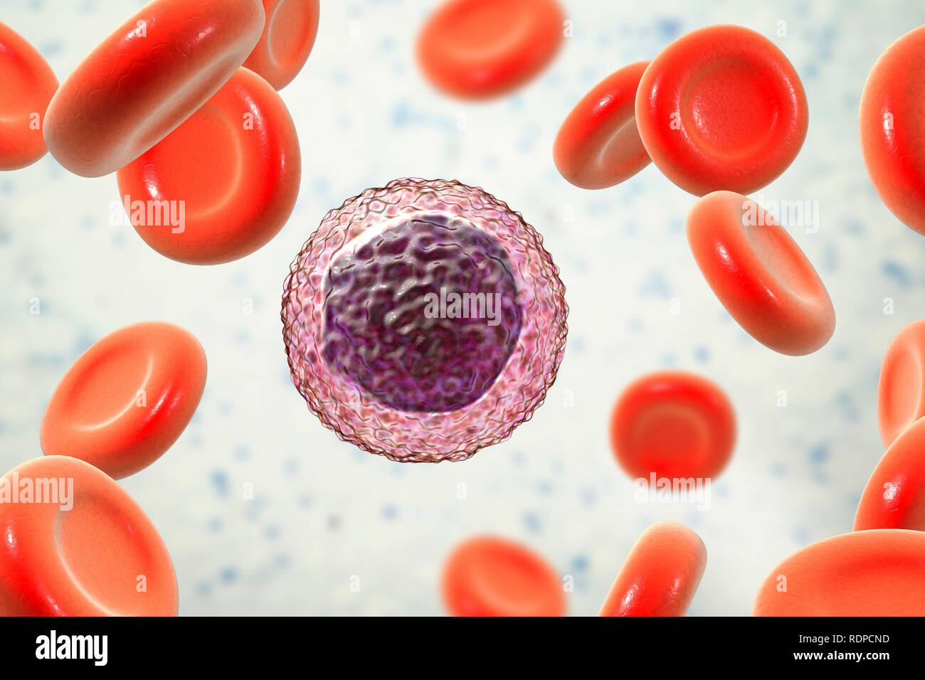 Lymphocyte white blood cells in a blood smear, computer illustration ...