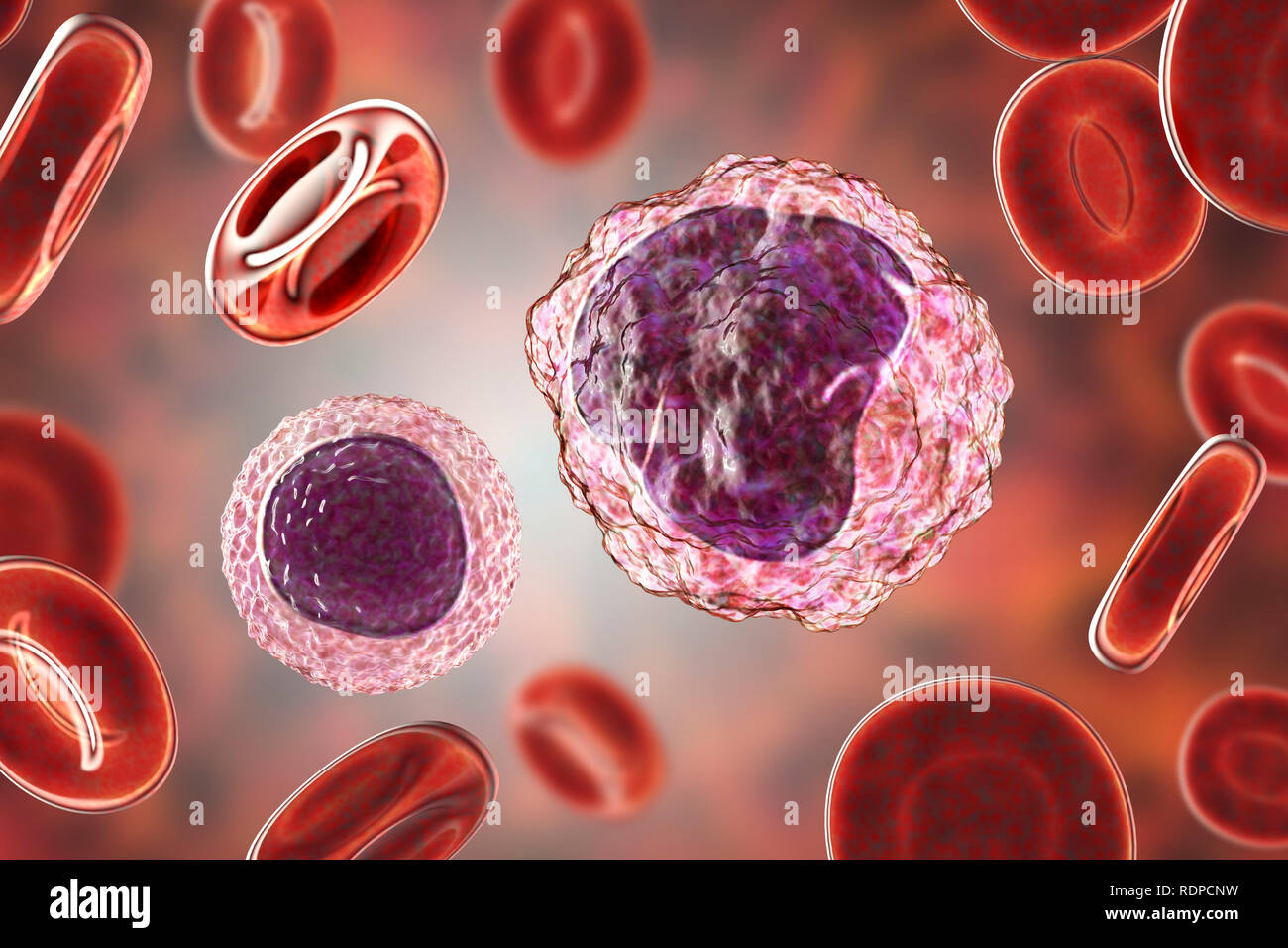 White blood cell production hi-res stock photography and images - Alamy