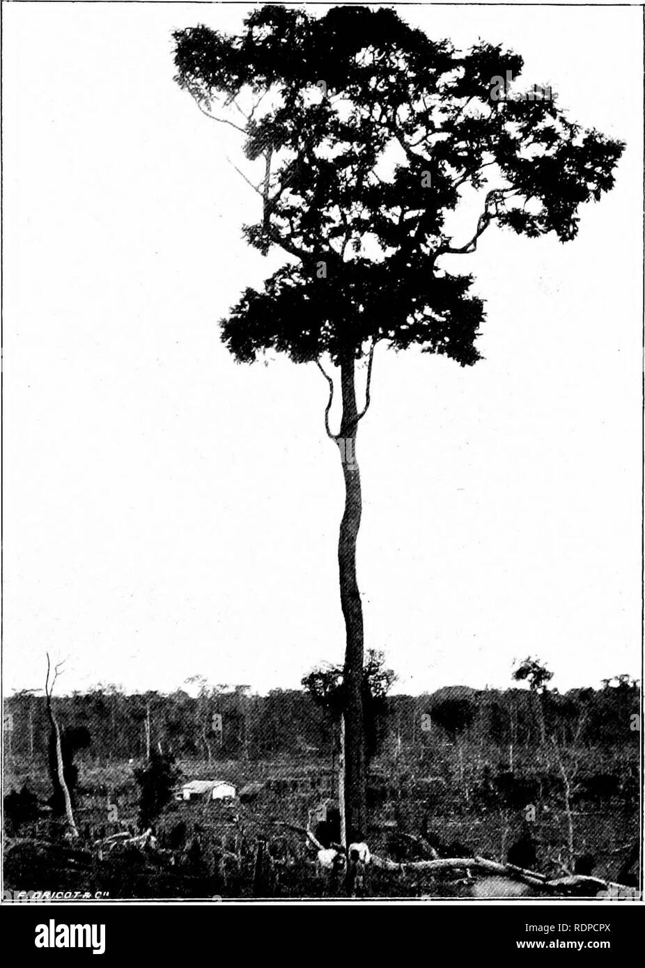 Jacaranda timber hi-res stock photography and images - Alamy