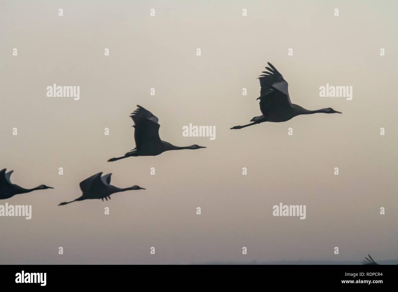 Common crane (Grus grus). Large migratory crane species that lives in ...