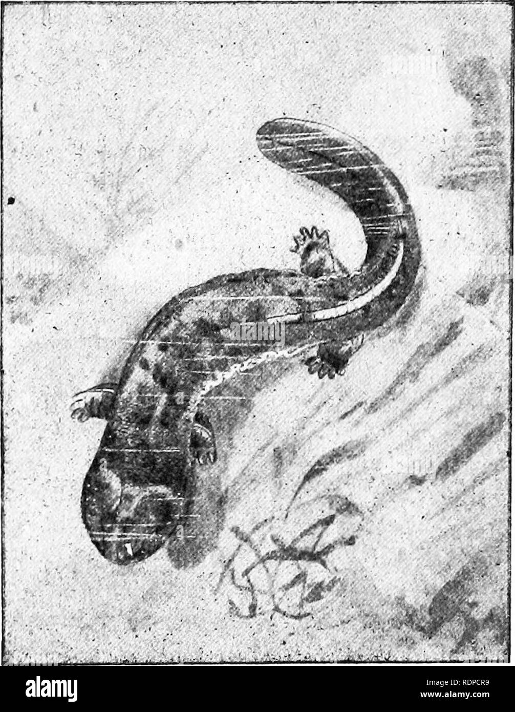 First Amphibians On Earth