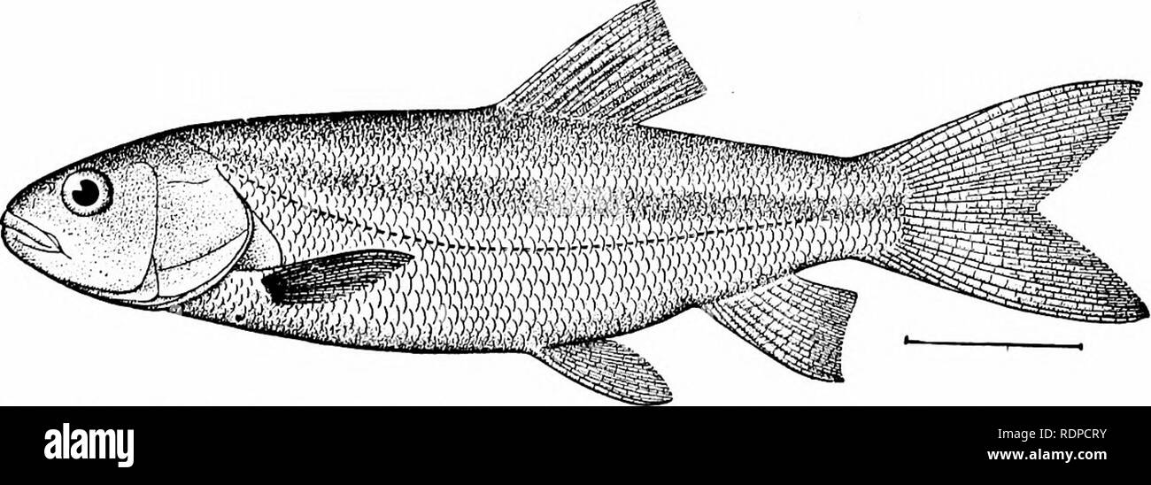 Colorado squawfish hi-res stock photography and images - Alamy