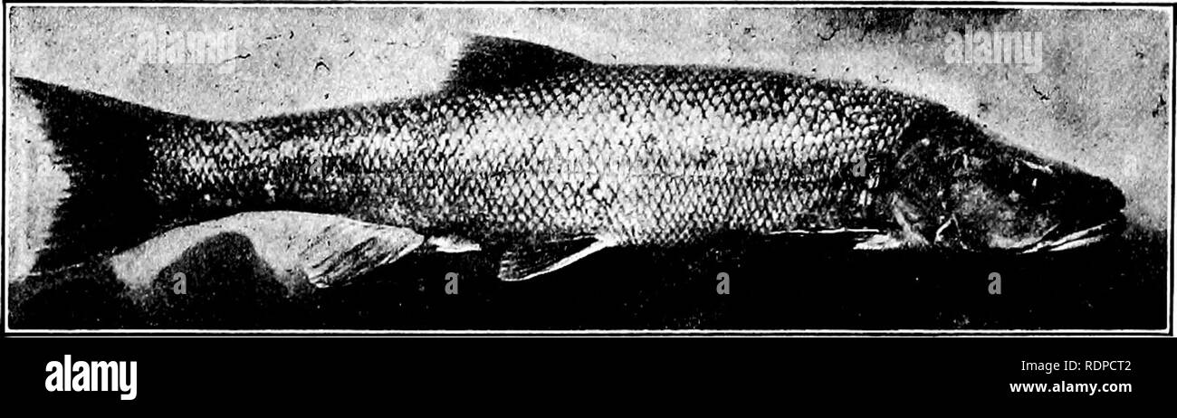 Sacramento squawfish hi-res stock photography and images - Alamy