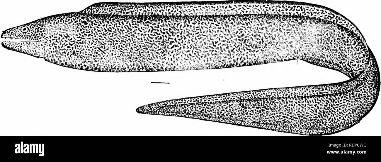 Moray eels skull hi-res stock photography and images - Alamy