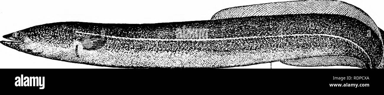 Slippery eels Black and White Stock Photos & Images - Alamy