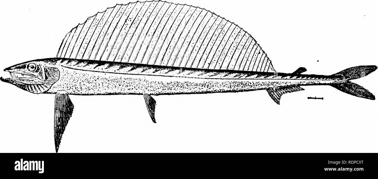 Deep sea smelt hi-res stock photography and images - Alamy