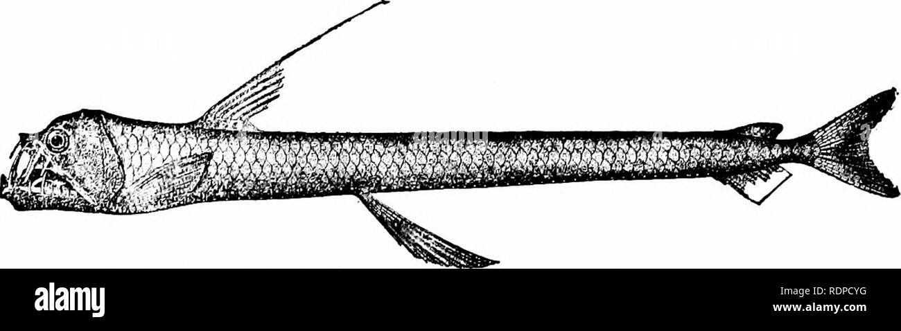 Chauliodus hi-res stock photography and images - Alamy