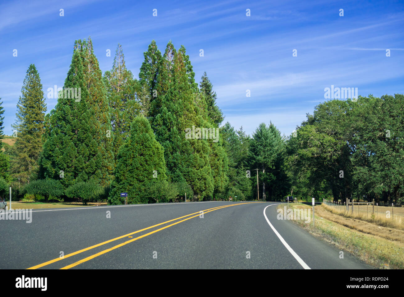 Beautiful evergreen trees on the roads of Oregon Stock Photo - Alamy