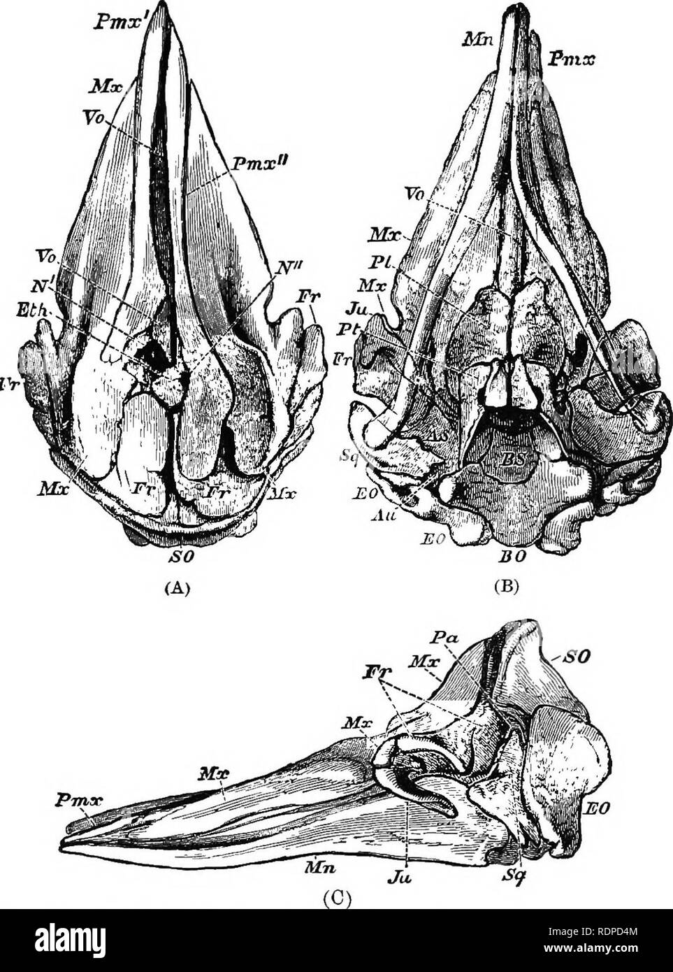 External nares hi-res stock photography and images - Alamy