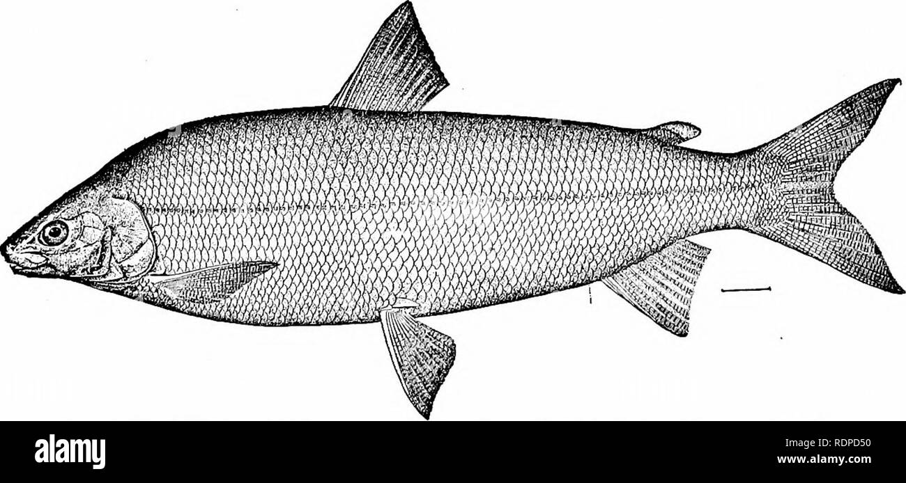 Whitefish range Black and White Stock Photos & Images - Alamy