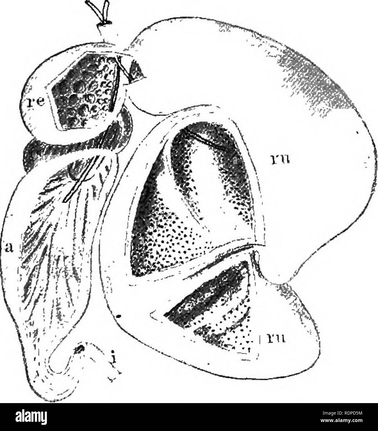 Four toed feet Black and White Stock Photos & Images - Alamy