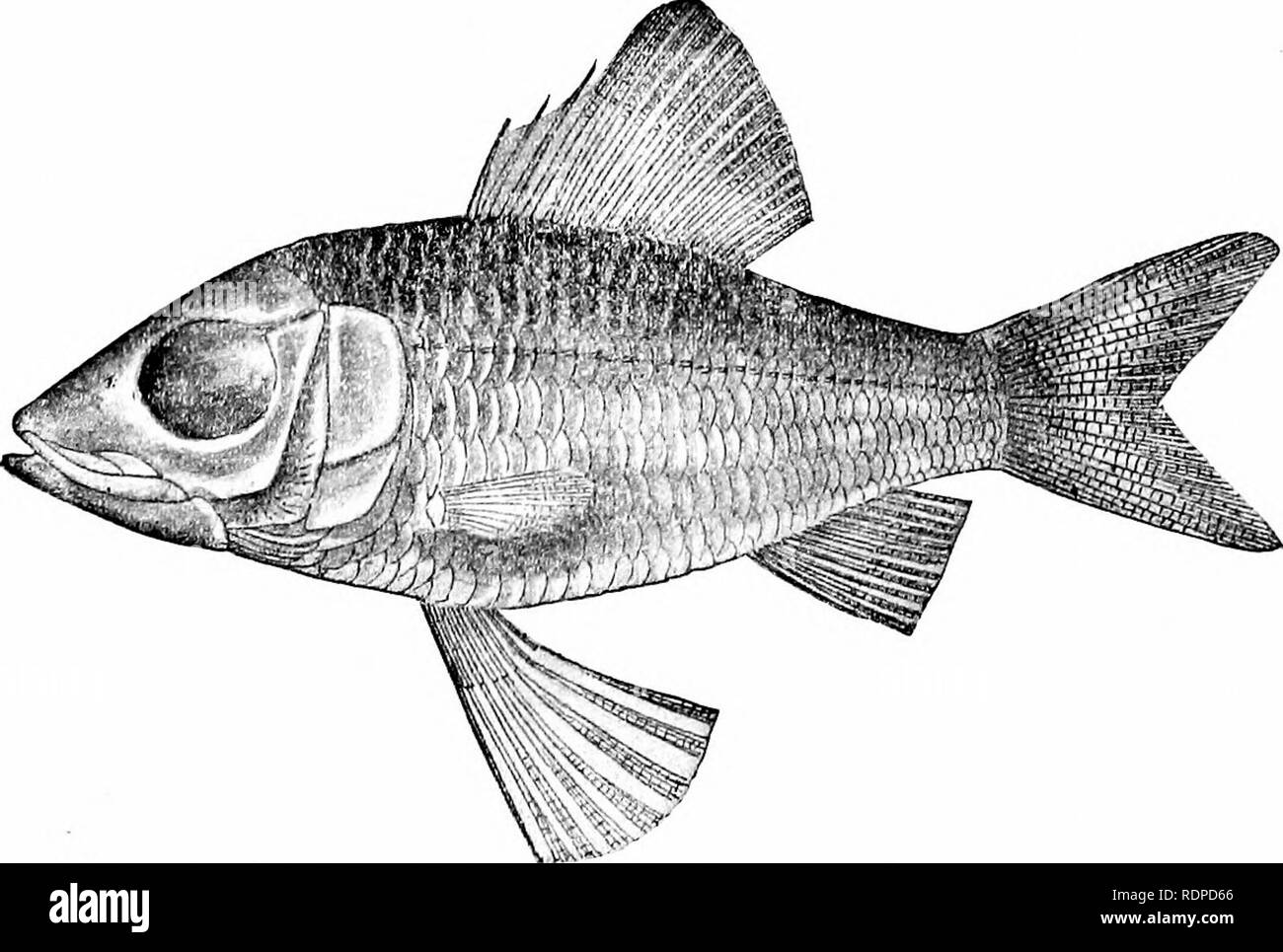 . Fishes. Fishes. 274 Isospondyli in which region Chirocentrus polyodon ...