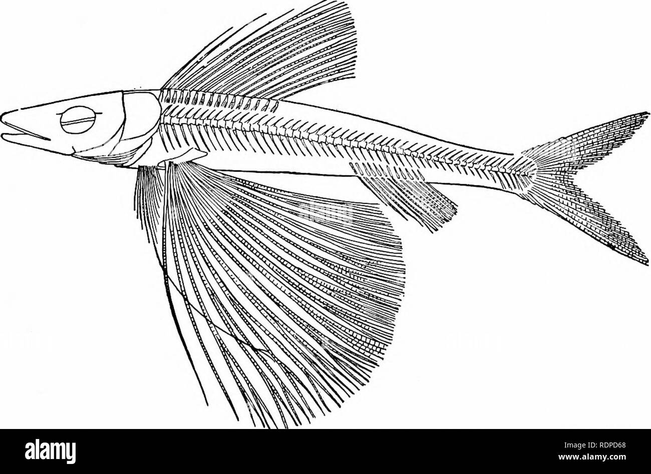 . Fishes. Fishes. Fig. 206.—Istieus grandis Agassiz. Family ...