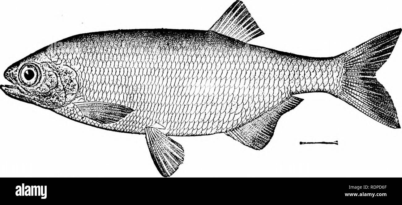 how to draw a milkfish