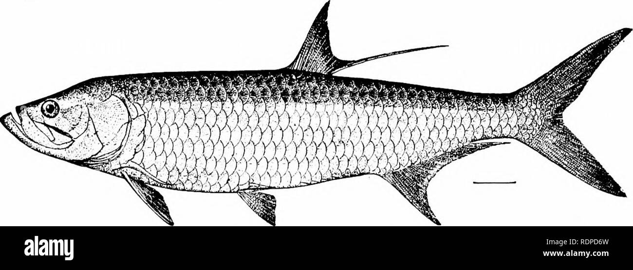 Tarpon fish Black and White Stock Photos & Images - Alamy