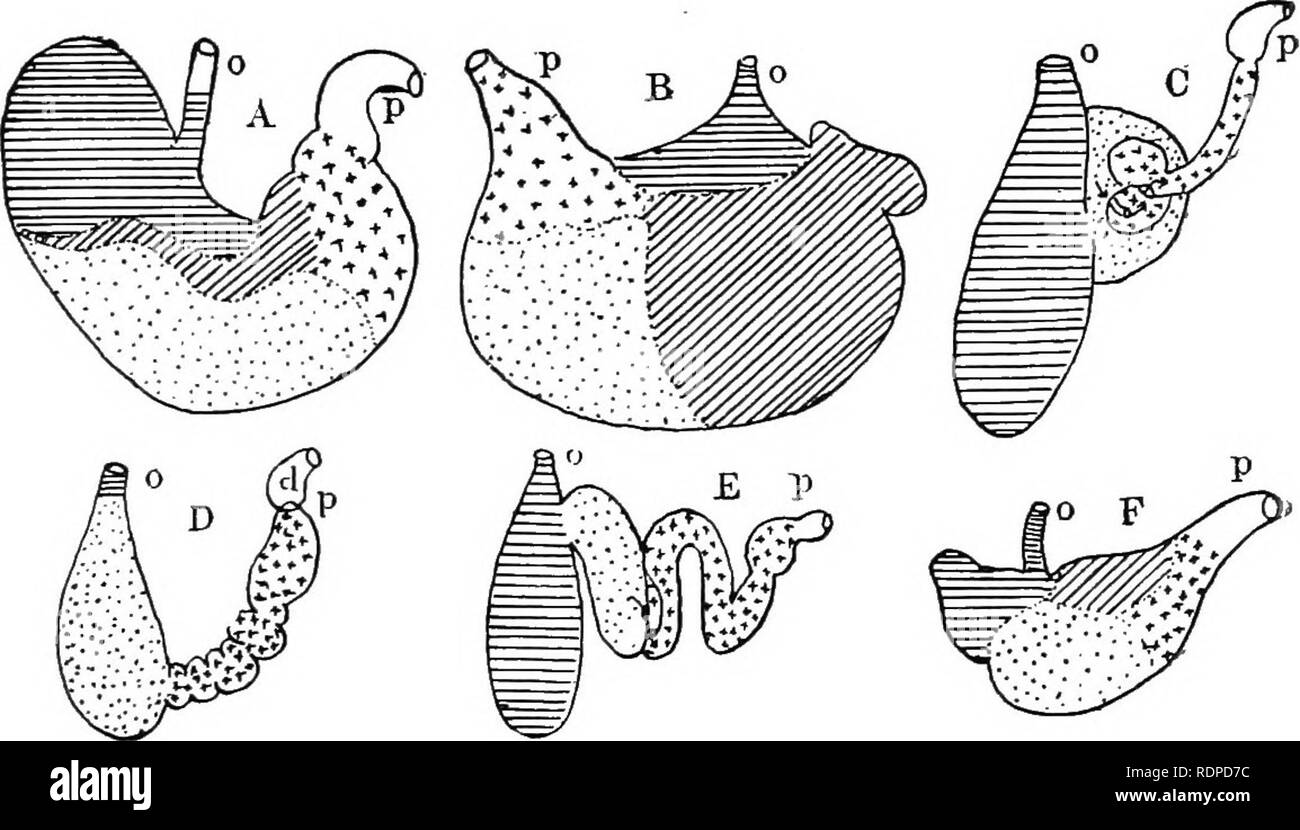 Vertebrates Mammals Facts