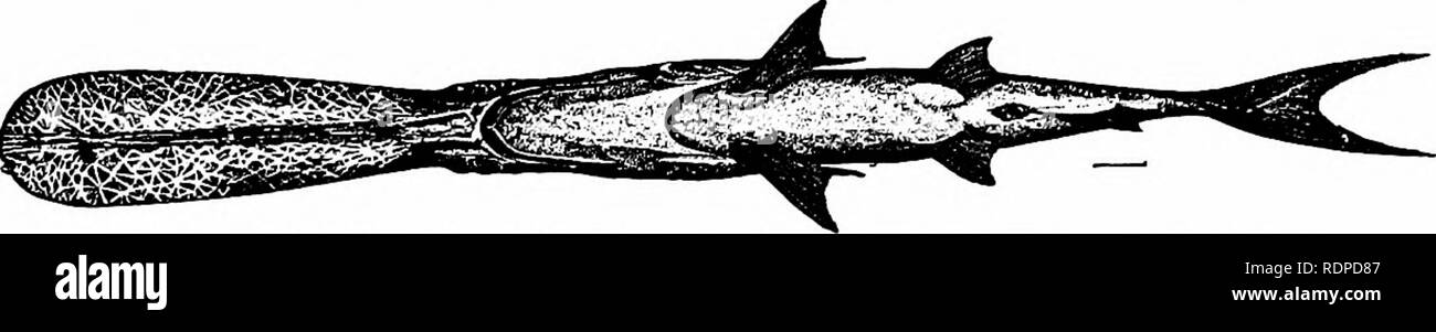 Spoonbill polyodon spathula Black and White Stock Photos & Images - Alamy