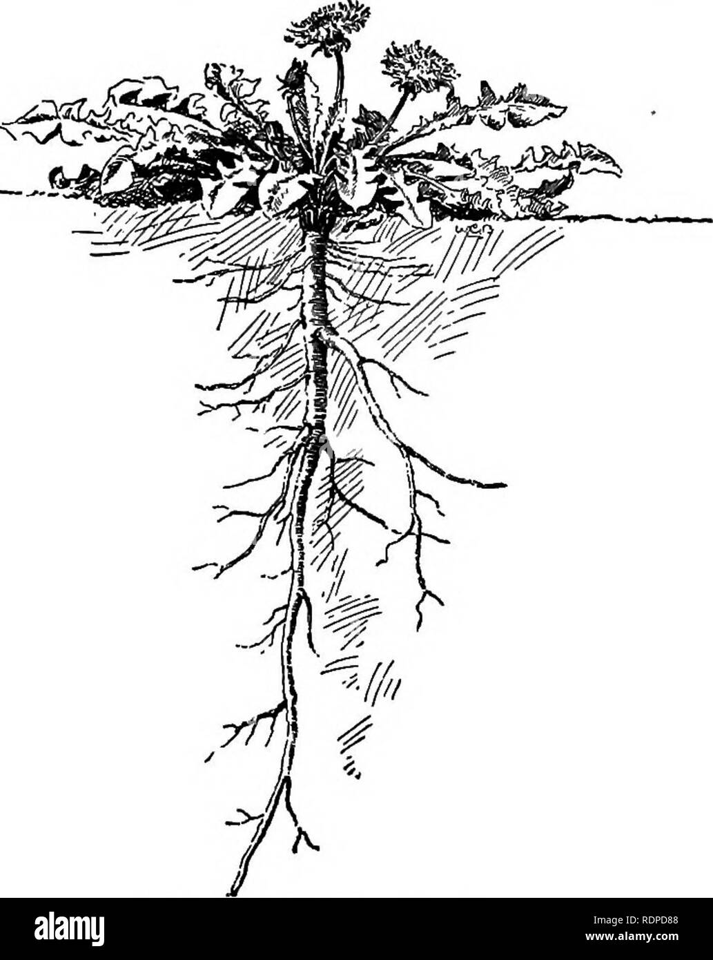 . Cyclopedia of farm crops, a popular survey of crops and crop-making ...