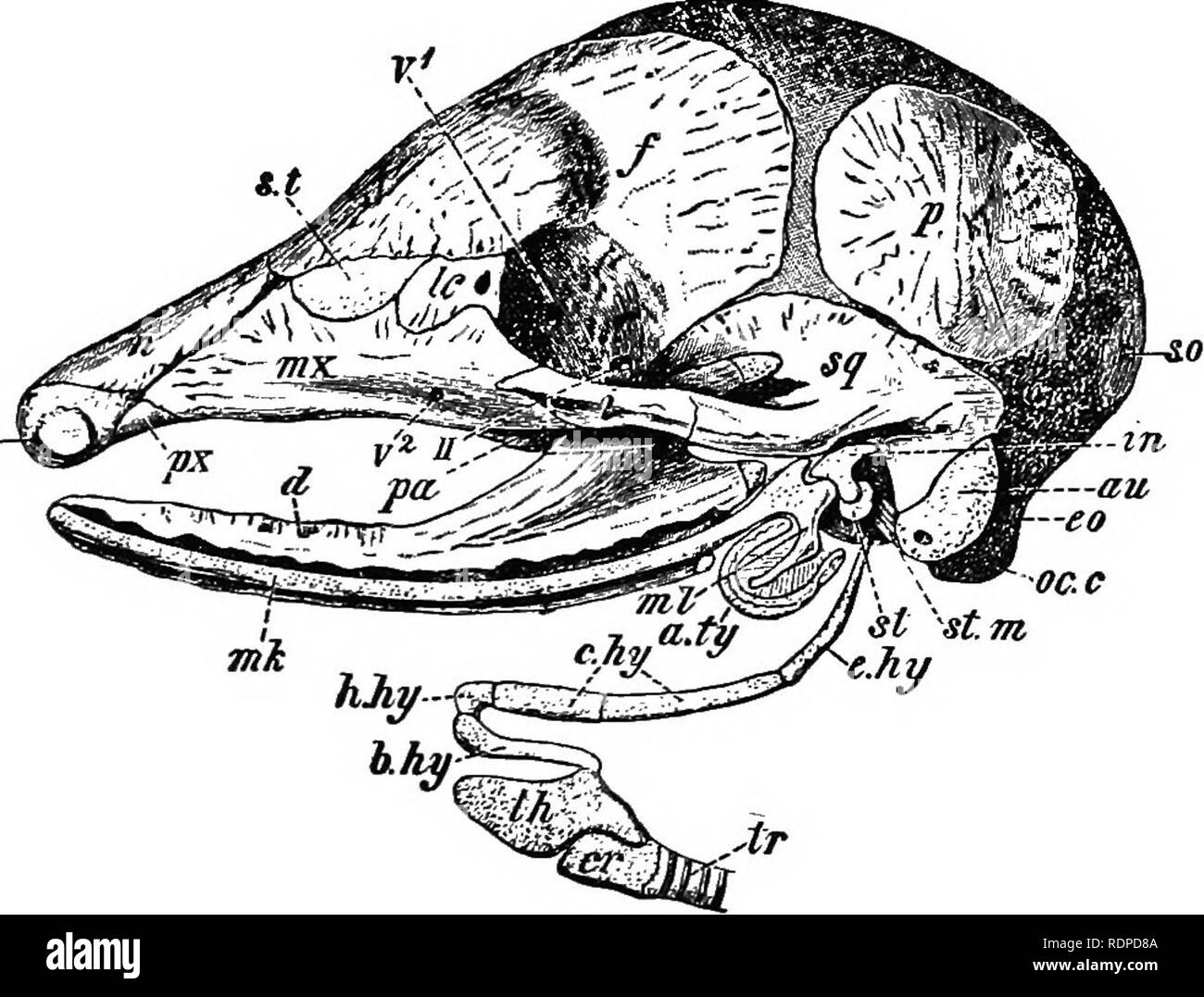 Mastoid process of temporal bone Black and White Stock Photos & Images ...
