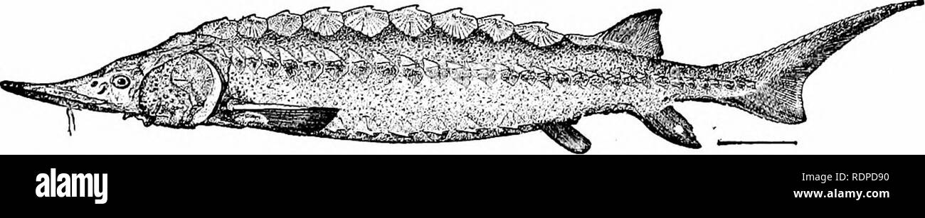 Protractile mouth Black and White Stock Photos & Images - Alamy