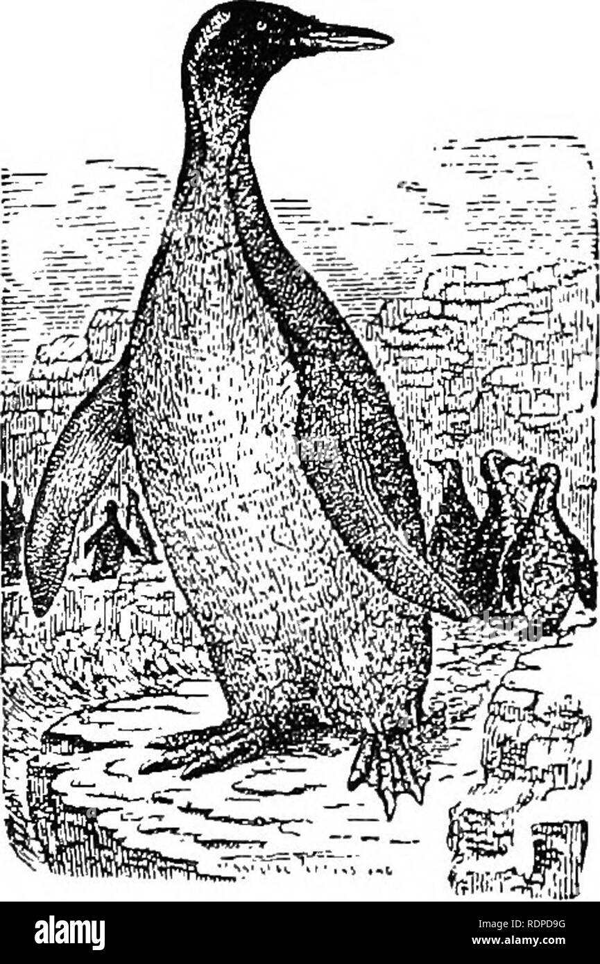 Uncinate Process Birds