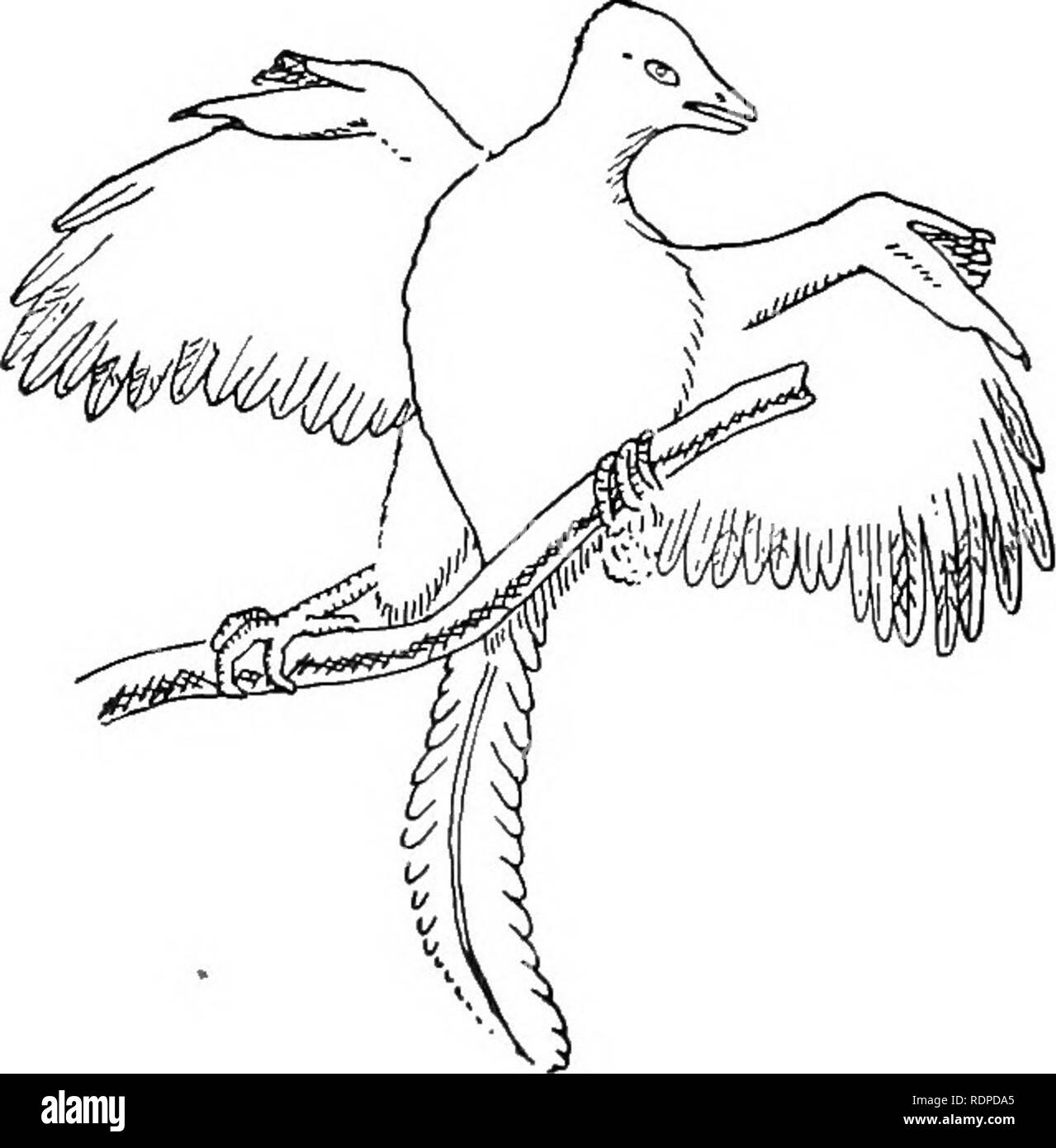. Text book of vertebrate zoology. Vertebrates; Anatomy, Comparative ...