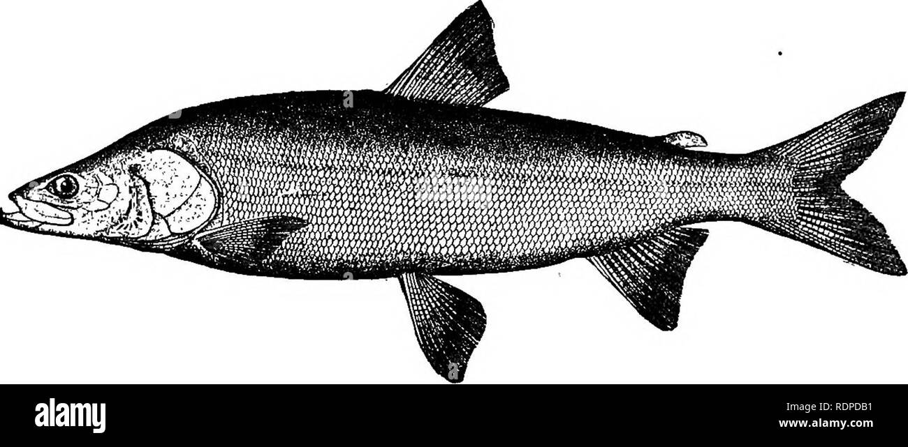 Argyrosomus Black and White Stock Photos & Images - Alamy