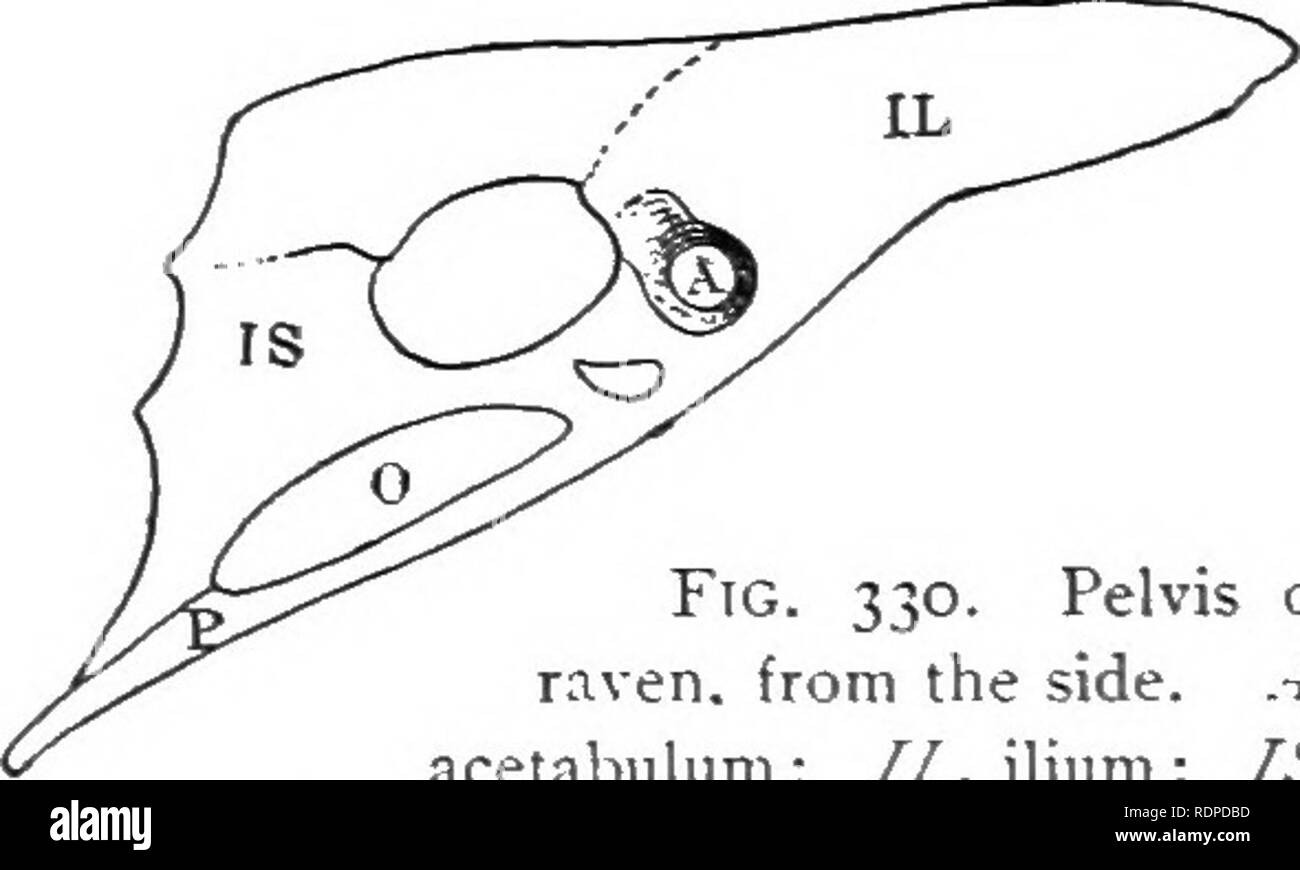 Carpales hi-res stock photography and images - Alamy