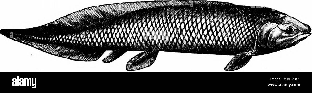 Diphycercal tail hi-res stock photography and images - Alamy