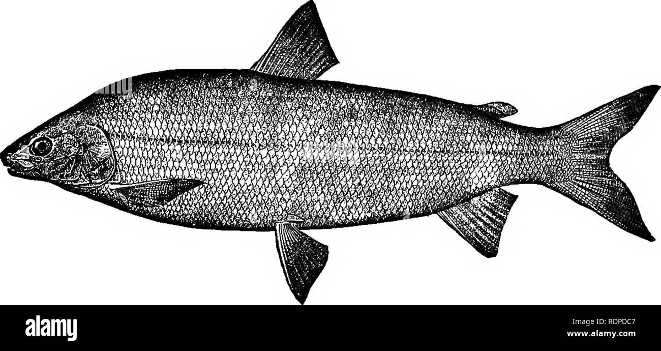 Whitefish range Black and White Stock Photos & Images - Alamy