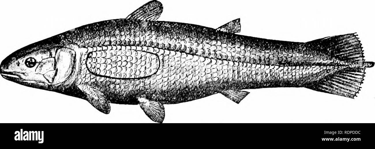 Recently extinct fish hi-res stock photography and images - Alamy